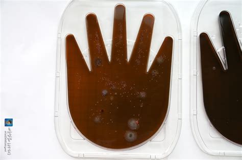 손에 있는 세균 검사하기 한천배지핸드플레이트 세균배양검사 초등과학 네이버 블로그
