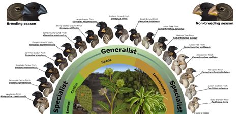 Adaptive Radiation Plants