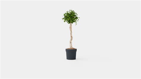 3d Ficus Nitida Braided Stem Model Turbosquid 2256256