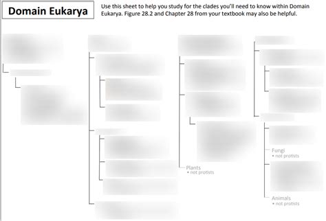 Domain Eukarya Diagram Quizlet