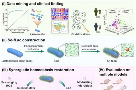 Engineered Probiotic Successfully Ameliorates Ulcerative Colitis In