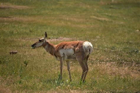 American Antelope Grazing In A Large Field Stock Image Image Of Prong