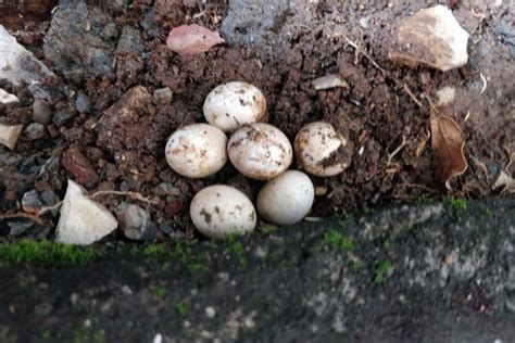 Glass Lizard Eggs Size At Lucas Hampton Blog