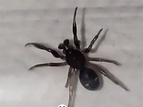 Found What I Think Is A Two Spotted Cobweb Weaver Asagena Americanus