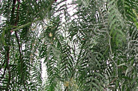 Rosa Pfeffer Schinus Terebinthifolius