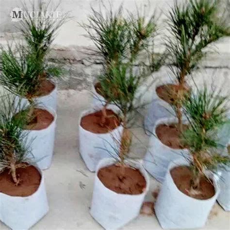 Muciakie Tree Root Control Bags Non Woven Fabric F Vicedeal