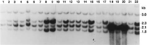 Restriction Fragment Length Analysis Of The Newly Acquired Mmtv