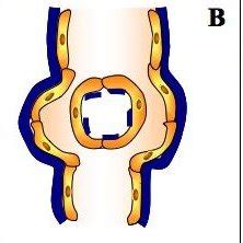 Organisation structurale de la cavéole Download Scientific Diagram