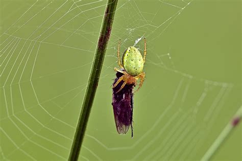 Laba Laba Serangga Web Orb Jaring Foto Gratis Di Pixabay Pixabay