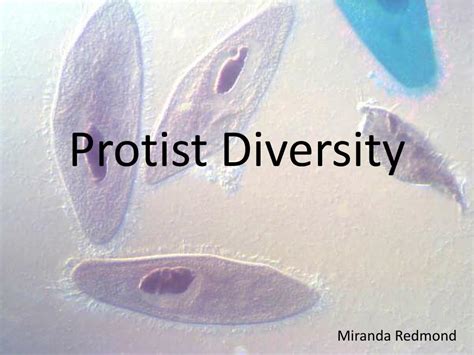 PPT Protist Diversity PowerPoint Presentation Free Download ID