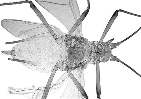 Macrosiphum Euphorbiae Potato Aphid Identification Images Ecology Control