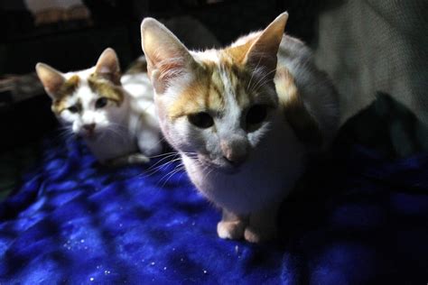 Sernac Exigirá Compensaciones Para Dueños De Gatos Afectados Con