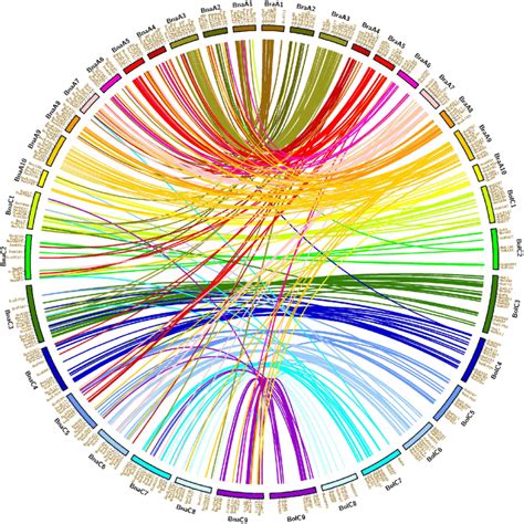 Synteny Analysis Of Genes In B Rapa B Oleracea And B Napus The Map