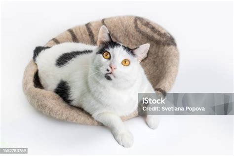 호기심 많고 장난기 많은 꼬리가없는 Manx 고양이는 아늑한 펠트 침대에 앉아 올려다 봅니다 0명에 대한 스톡 사진 및 기타