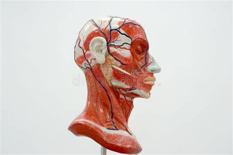 Human Head Anatomy Model Stock Image Image Of Biology 104712293