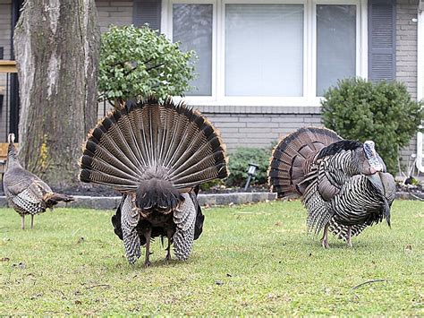 Food For Thought More Agriculture Terms Explained Chatham Daily News