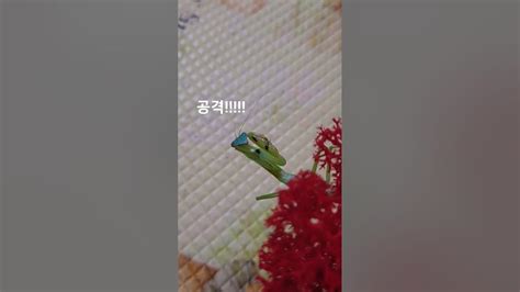 새싹이 공격자세 Youtube