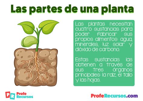 Partes De La Planta Ciencias Naturales Para Escolares Parts Of T