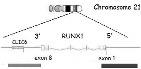 Runx1 Gene Splitting And Copy Number Increase Detection Kit And