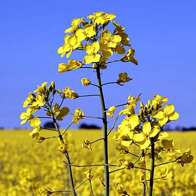 Происхождение, распространение и виды рапса - ПроАгро