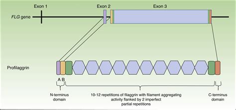 The Role Of Filaggrin In The Skin Barrier And Disease Development