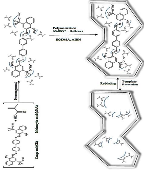 Schematic Representation For The Synthesis Of MIP With CR As A Template Download Scientific