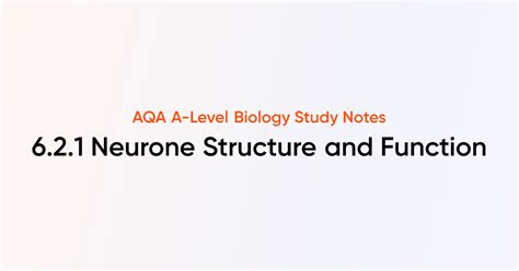 Neurone Structure And Function 6 2 1 Aqa A Level Biology Notes Tutorchase