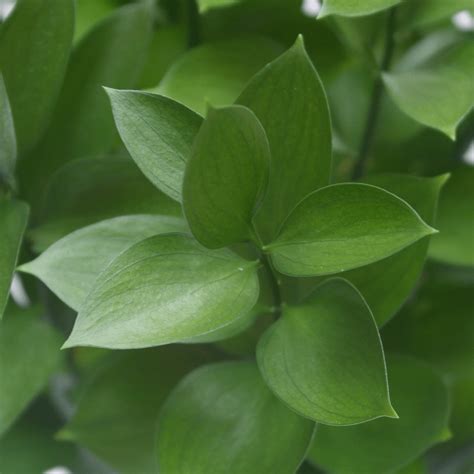 Israeli Ruscus Leaves