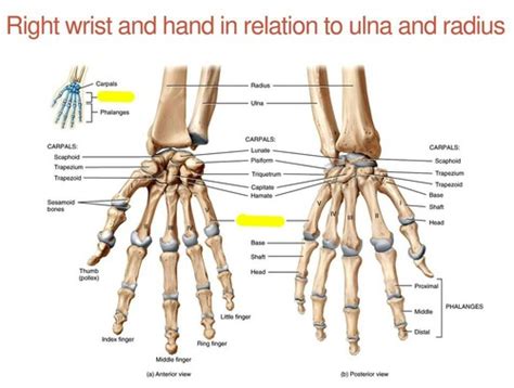 The Skeletal System Carpals Metacarpals And Phalanges In Relation To Ulna And Radius