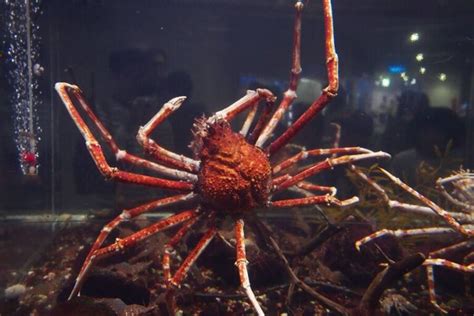 Meet The Japanese Spider Crab The Daddy Long Legs Of The Sea