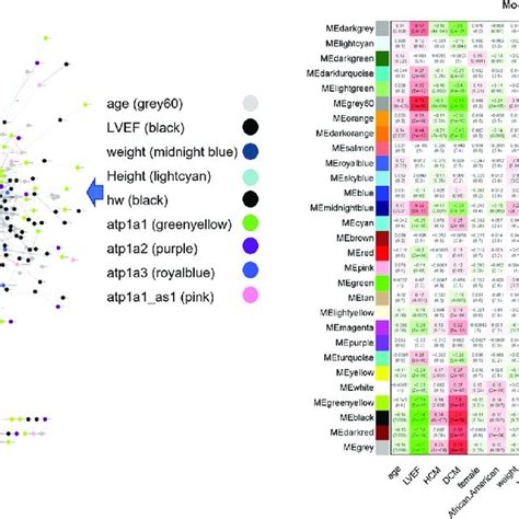 relationship of gene modules and clinical phenotypes the weighted gene