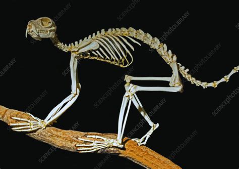 Black And White Ruffed Lemur Skeleton Stock Image C044 5121