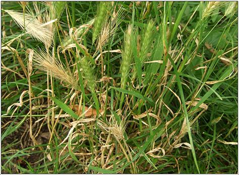 Grasses Wall Barley Hordeum Murinum