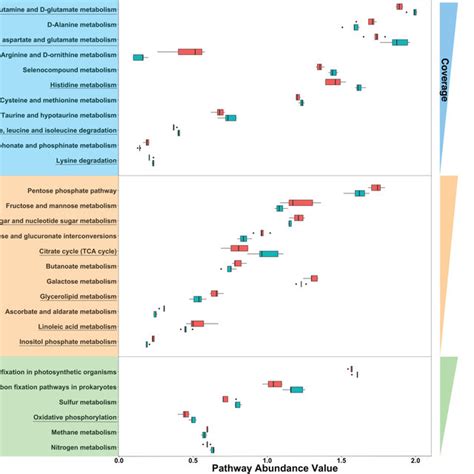 Picrust Analysis Results Of Predicted Functional Pathways In The Gut Download Scientific