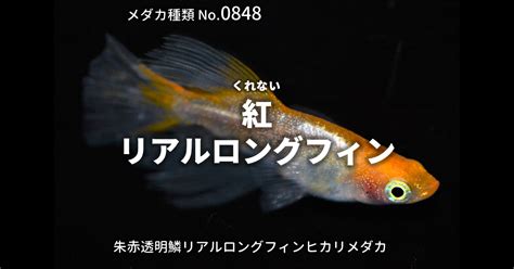 紅リアルロングフィンとは 改良メダカweb図鑑no0848 朱赤 改良メダカweb図鑑