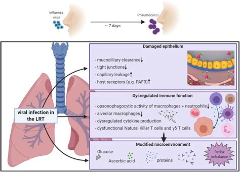 Frontiers Virus Induced Changes Of The Respiratory Tract Environment
