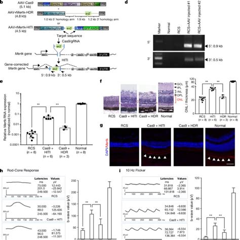 Pdf In Vivo Genome Editing Via Crisprcas9 Mediated Homology