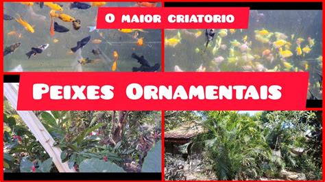 O Maior Criatorio De Peixes Ornamentais Teresina Piauí Youtube