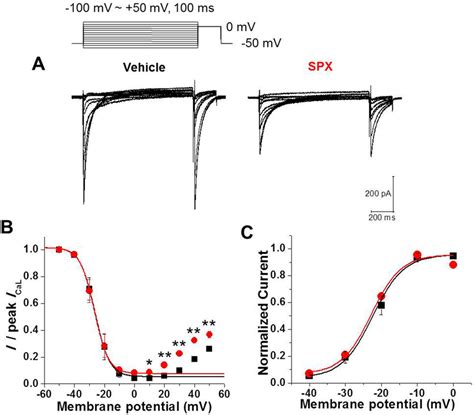 Effect Of Spx On The Steady State Inactivation Of Ical A The
