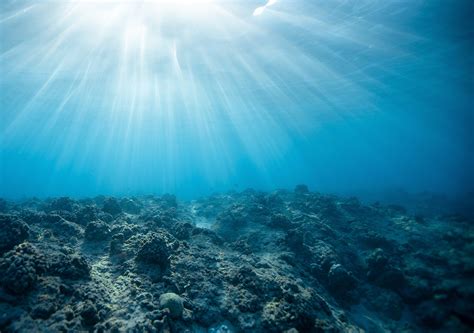 Bluzilla Manipulação De Imagem Behance