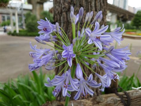 公園四季報季節の花港南緑水公園 港区芝浦港南地区の公園サイト