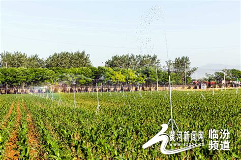 山西襄汾科技助力玉米管护 黄河新闻网