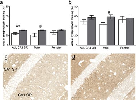 Densitometric Analysis Of Synaptophysin Expression Mean ± Sem In Ca1