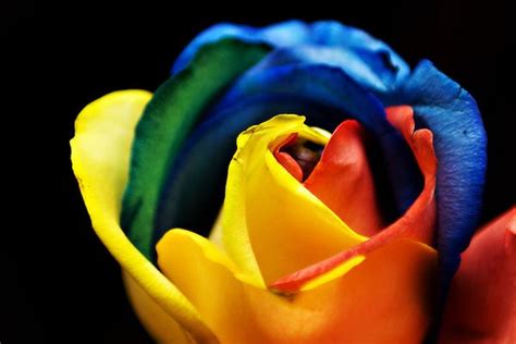 Como hacer crecer una rosa tecnicolor de forma natural Rincón Abstracto