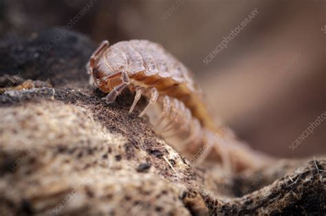Flat Backed Millipede Stock Image C058 0637 Science Photo Library