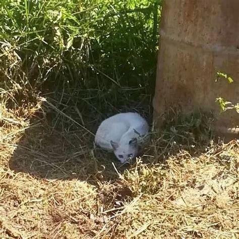 Woman Caught Neighbour Having Sex With Her Cat After Hearing Pet
