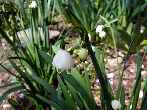 スノーフレークの花（1） フリー写真素材 Photo Pot