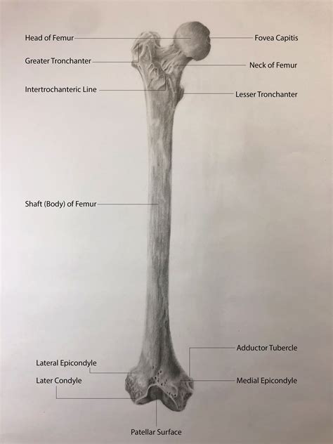 Labeled Femur Osteology Of The Femur