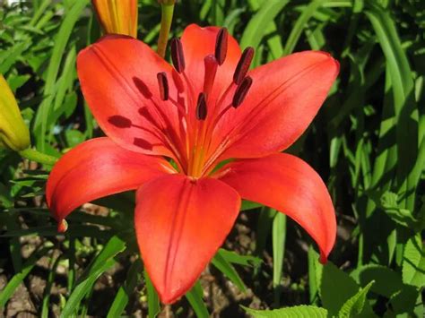 Significado De Lily Consejos Para Mi Huerto