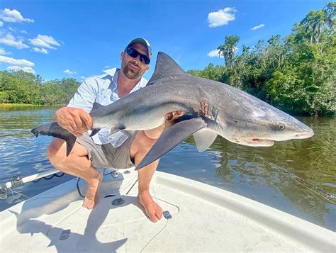 Sharks In Freshwater